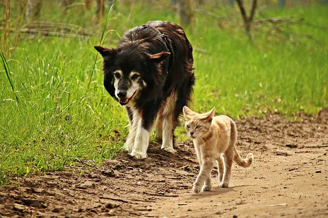 Are Collies Good with Cats? Canines and Felines - BorderCollieTalk