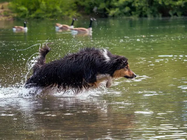 Do Border Collies Have Webbed Feet? - BorderCollieTalk