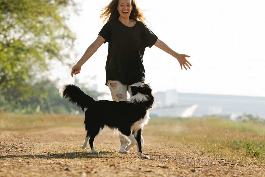 Are Border Collies Protective? Find Out If So And Why - BorderCollieTalk