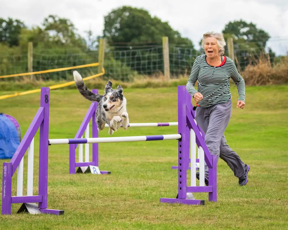 Dog Obstacle Course For Border Collies & Different Dogs - BorderCollieTalk