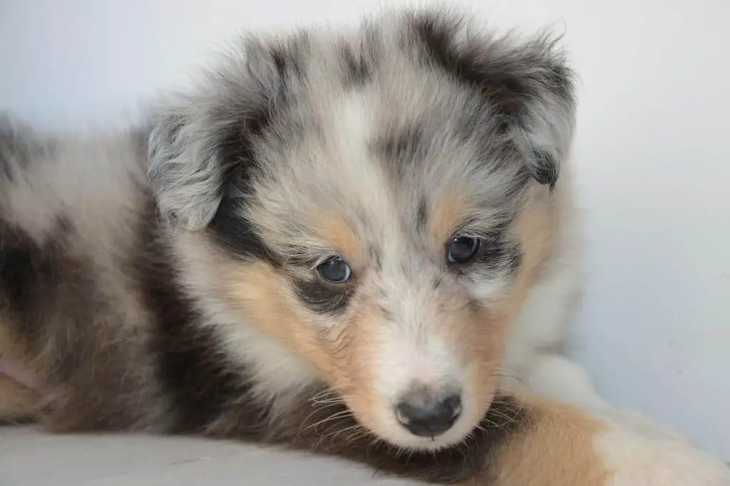 Blue Merle Border Collie: Complete Breed Guide - BorderCollieTalk