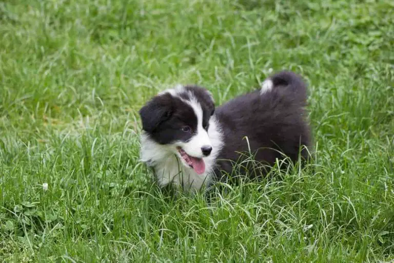 Everything You Need To Know About Miniature Border Collie ...