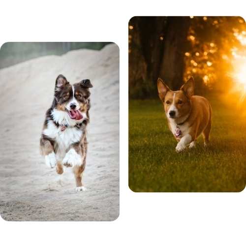 Border Collie Corgi Mix: All Breed Facts - BorderCollieTalk