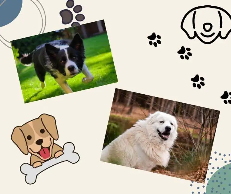 Border Collie vs Great Pyrenees Comparison - BorderCollieTalk