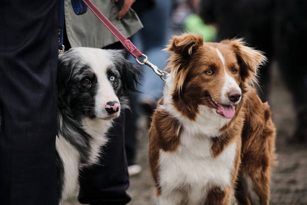 All You Need to Know About Border Collie Duck Toller Mix - BorderCollieTalk