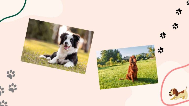 Complete Guide on Border Collie Irish Setter Crossbreed - BorderCollieTalk