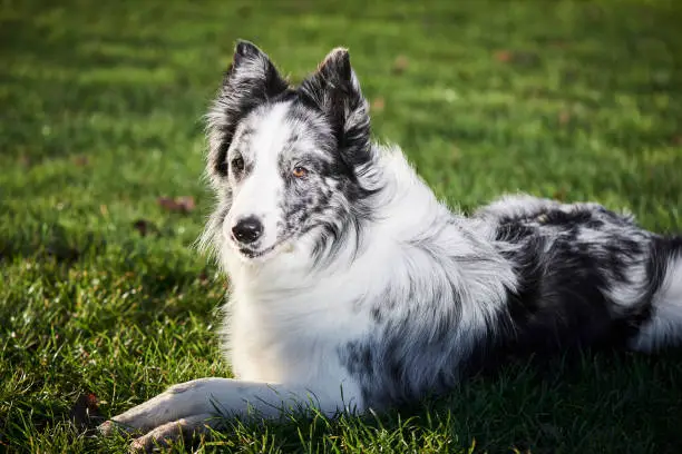 Border Collie Wolf Mix Breed Guide - BorderCollieTalk