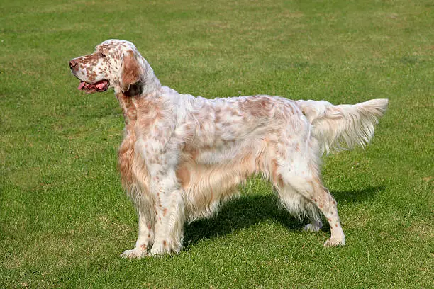 Breed Comparison between Border Collie versus English Setter - Which is ...