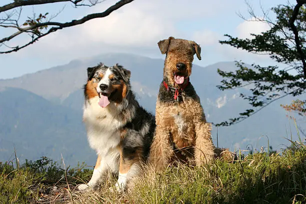 Exploring Border Collie Labradoodle Mix - A Complete Guide ...