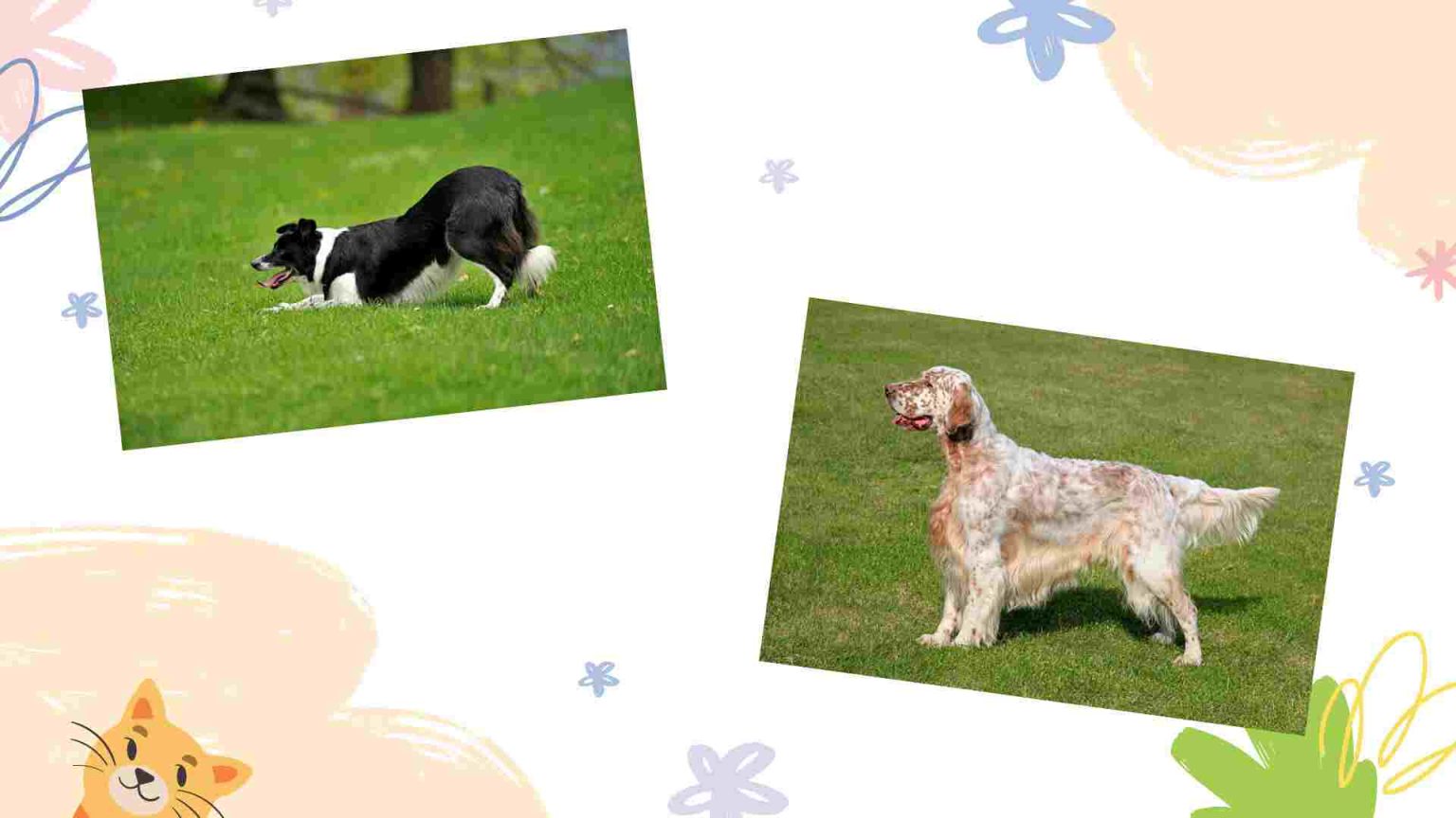 Facts and Breed Information about English Borsetter Collie ...