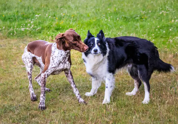 Breed Comparison between Border Collie and English Pointer ...