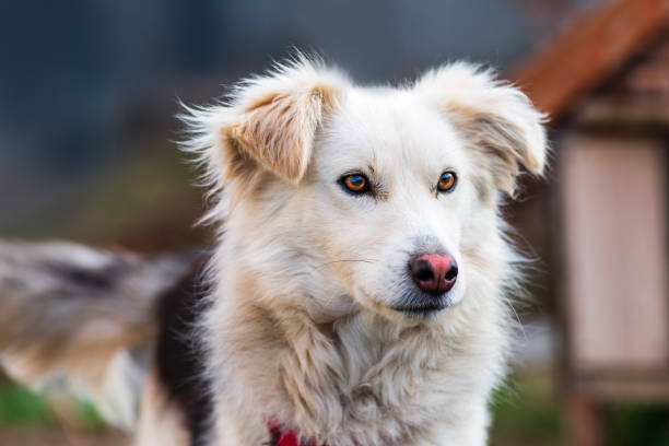 Border Collie Kokoni Mix Breed Information - BorderCollieTalk