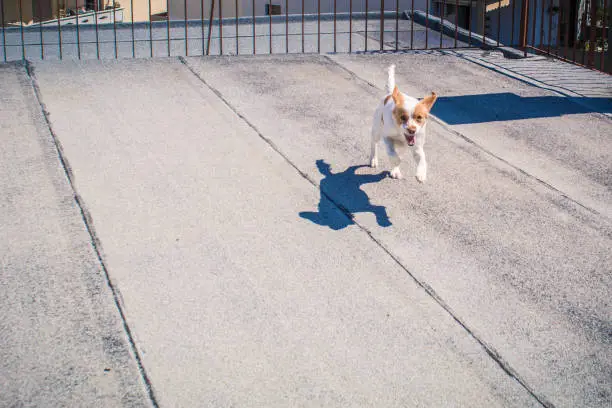 Border Collie Kokoni Mix Breed Information - BorderCollieTalk